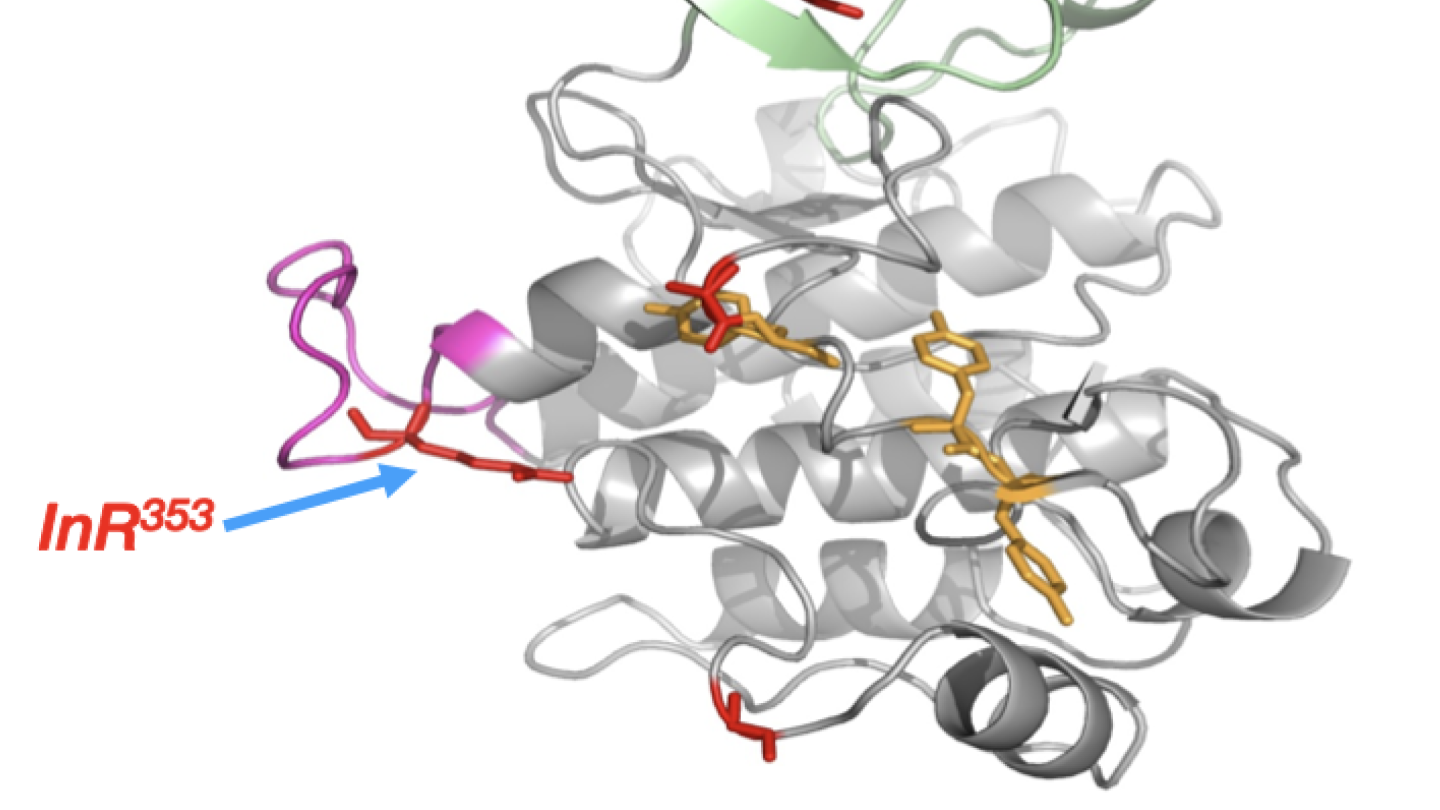 Brown researcher discovers new gene mutation in the insulin receptor ...
